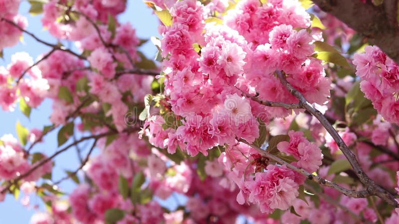 The Wind Sways the Branches of the Sakura Tree with Pink Flowers Stock ...