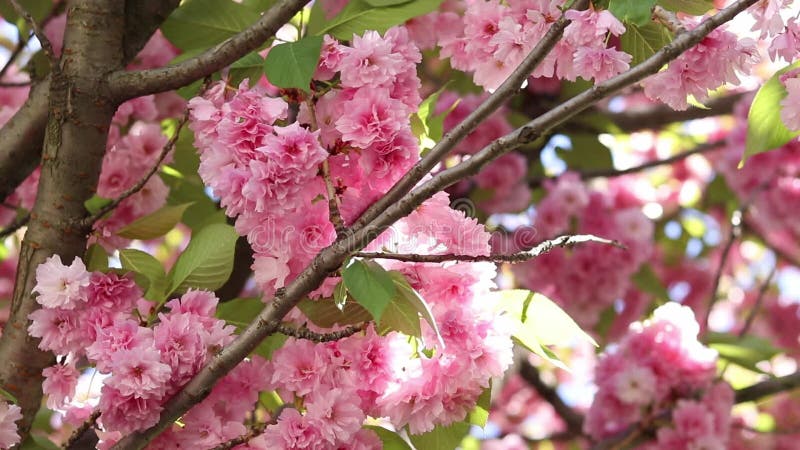 The Wind Sways the Branches of the Sakura Tree with Pink Flowers Stock ...
