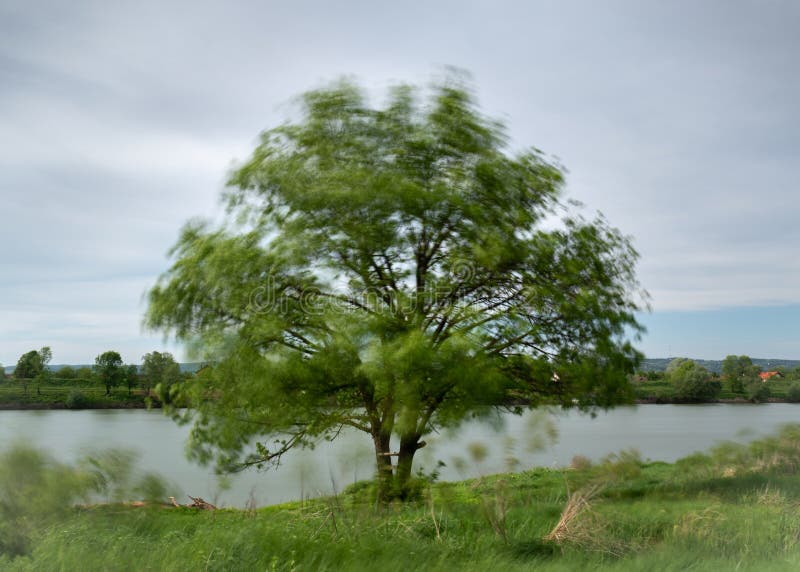 Wind Sways Tree Branches in Motion Blur Stock Photo - Image of ...