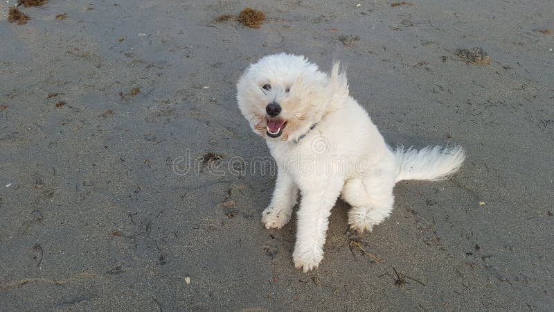 Wind Swept Beach Dog Stock Photos - Free & Royalty-Free Stock Photos ...