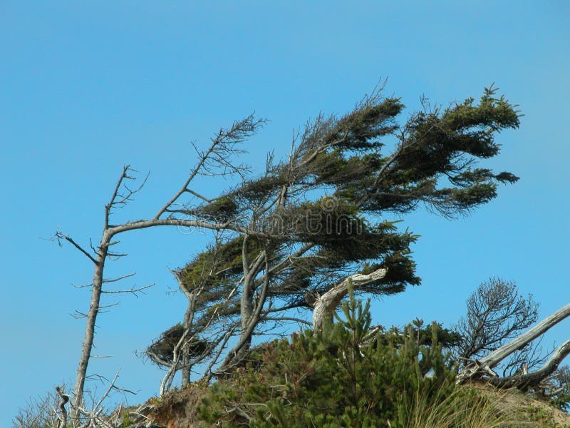 Wind Swept Coastal Trees stock image. Image of nature - 45131753