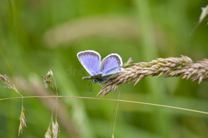 Common blue butterfly stock photo. Image of countryside - 325807540