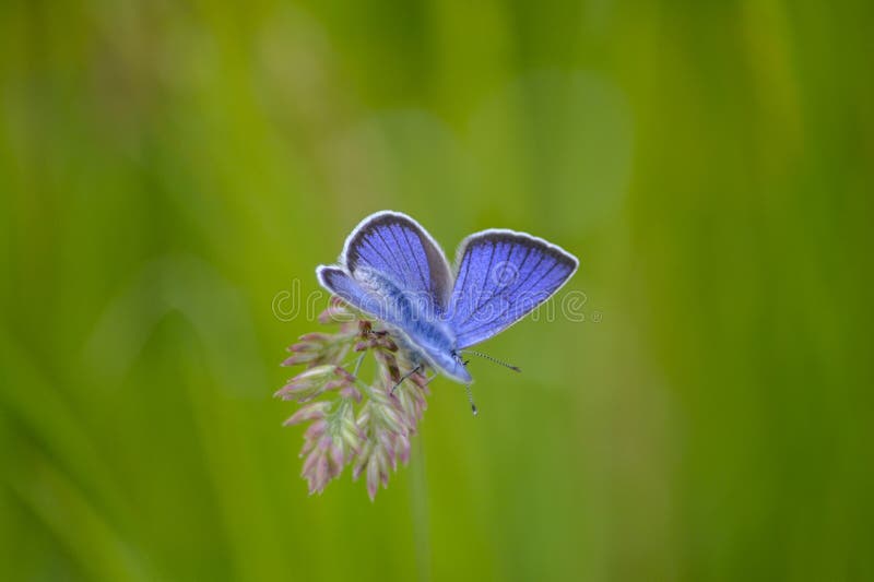 Common blue butterfly stock image. Image of insect, wallpaper - 325818395