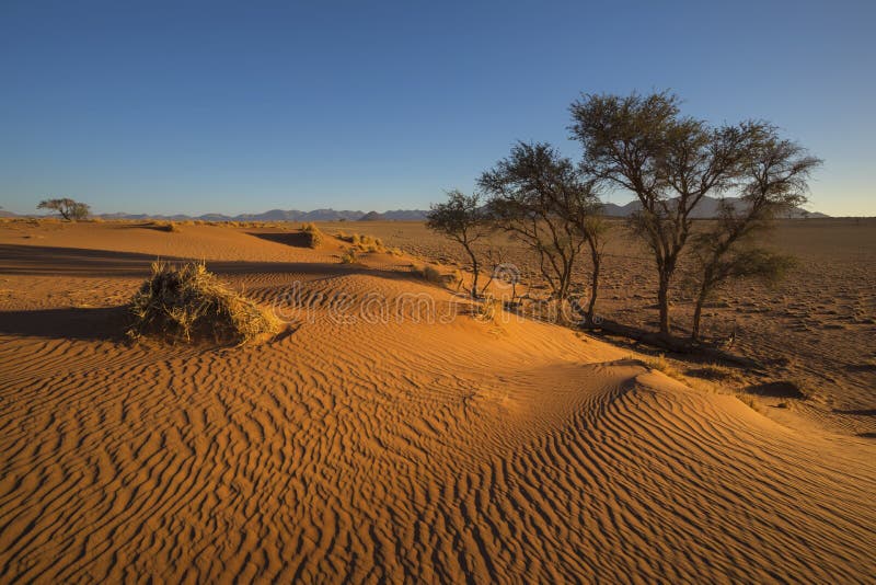 Wind Swept Red Sand Dune in Namib Desert Stock Image - Image of sand ...