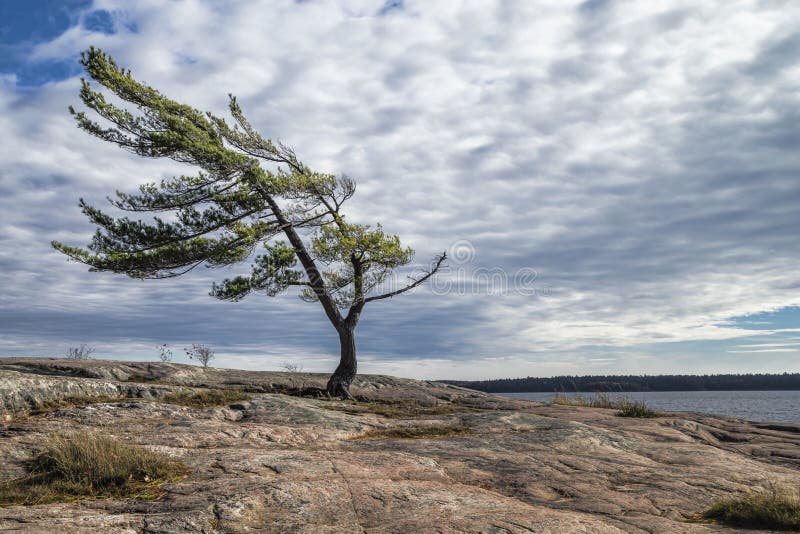 Windswept pine tree stock image. Image of nature, provincial - 6300281