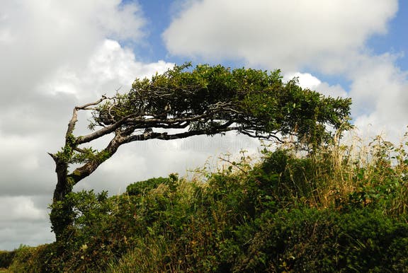 Wind Swept Tree. stock photo. Image of county, strong - 10168418