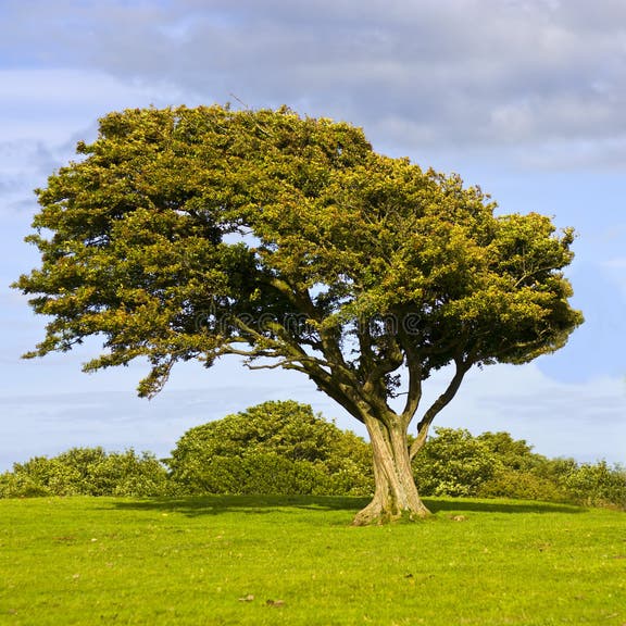 Wind swept tree stock image. Image of view, countryside - 20117379