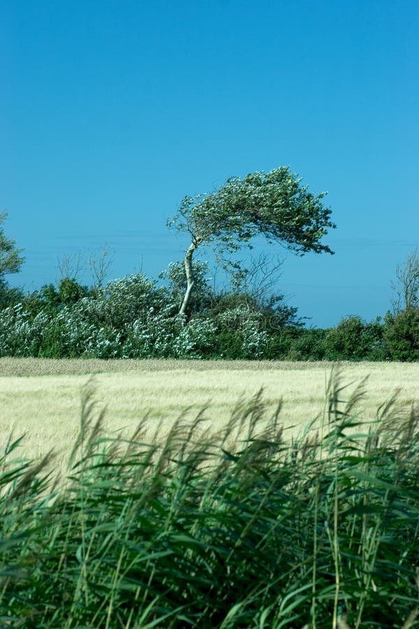 Wind swept tree stock image. Image of blue, field, scene - 7537863