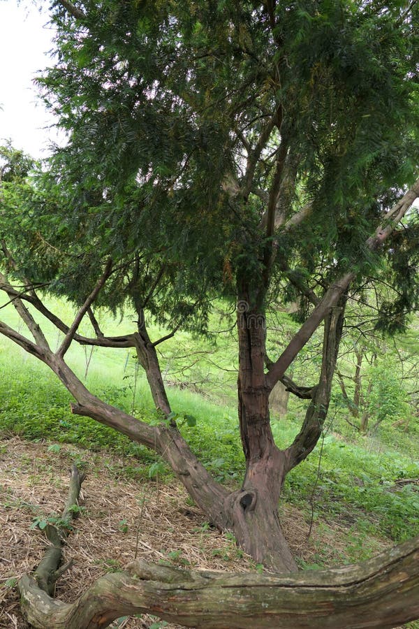 Wind Swept Tree Growing at a Slant Stock Photo - Image of natural ...