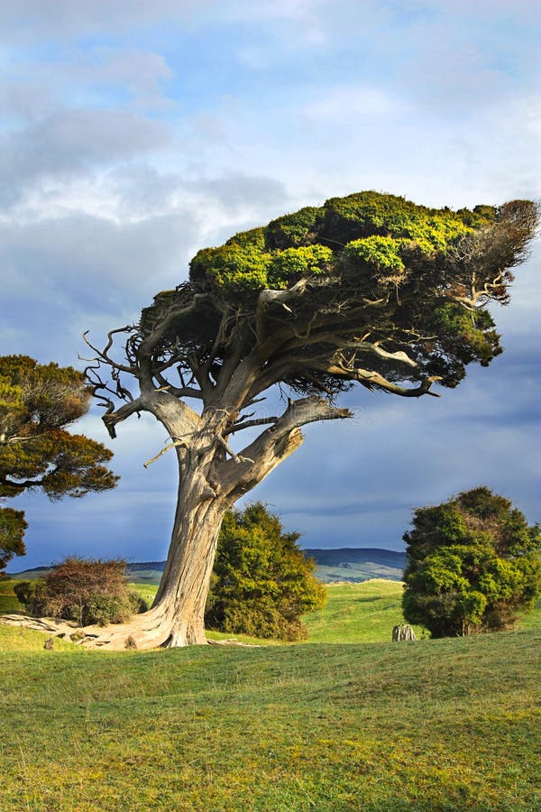Wind swept tree stock image. Image of view, countryside - 20117379
