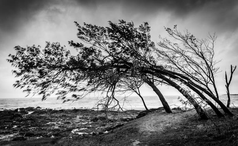 Wind swept tree stock image. Image of view, countryside - 20117379