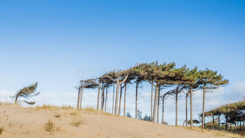 Wind Swept Trees Off Formby Beach Stock Image - Image of natural, space ...