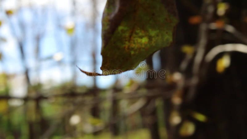 The Wind Tears an Autumn Leaf from a Tree. Stock Video - Video of ...