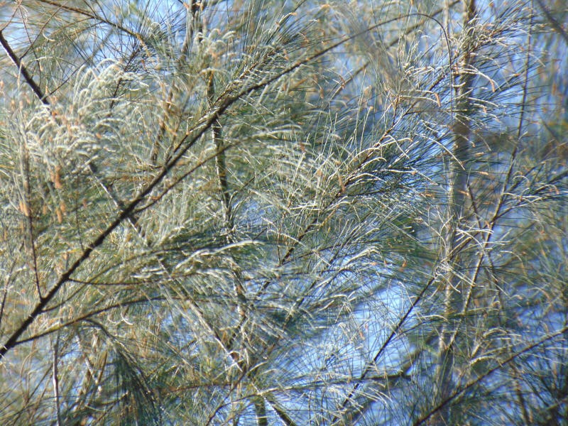 Wind tree leaf stock photo. Image of wind, grass, woodland - 268756222