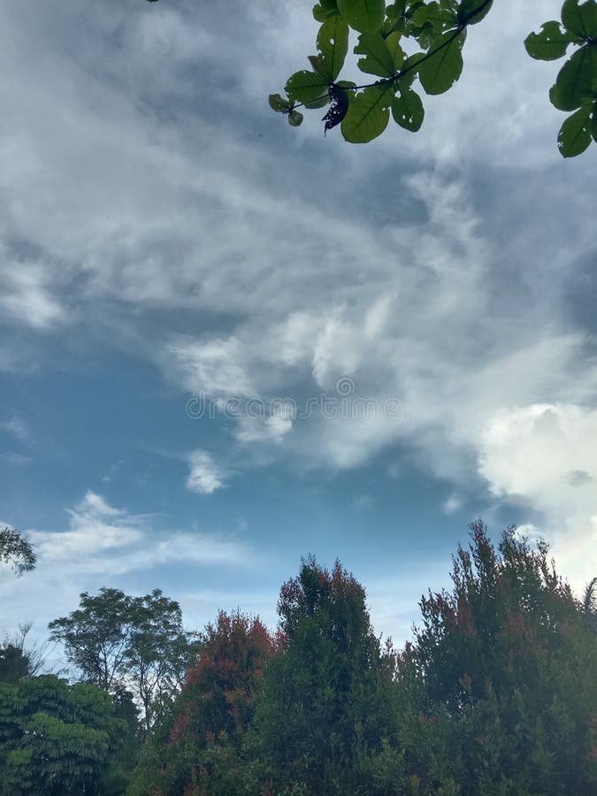 Wind of trees stock photo. Image of horizon, sunlight - 208876810