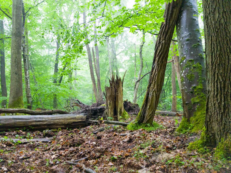 After wind stock photo. Image of plant, contrast, night - 128558338