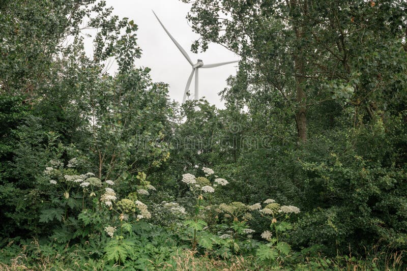 Wind Turbine Behind Dense Green Forest with Tall Plants Hogweed Stock ...