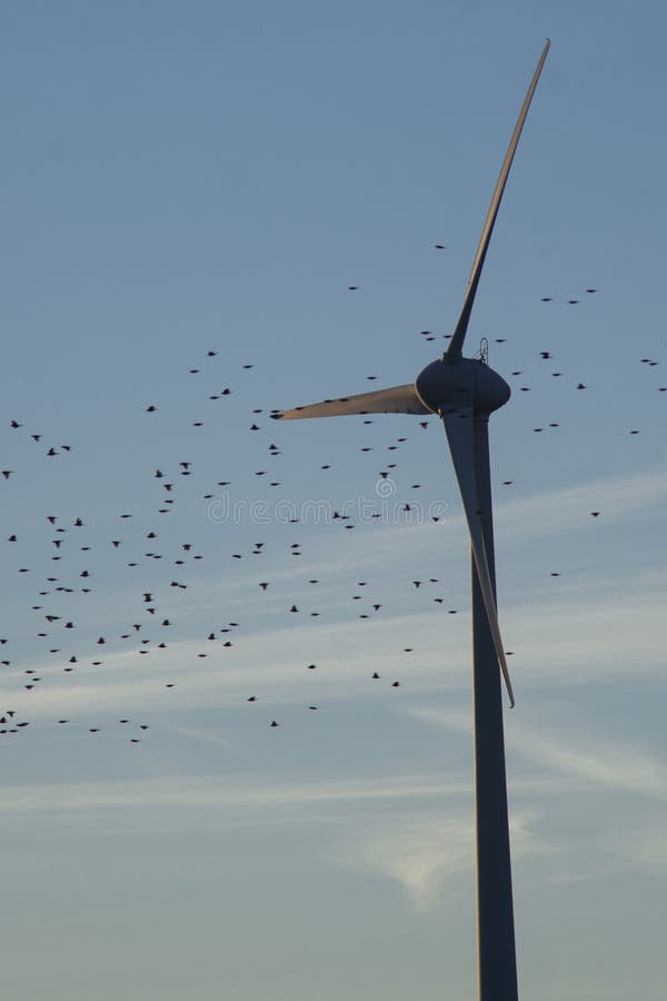 Wind Turbine with Birds Flock Passing through it. Concept: Environment ...