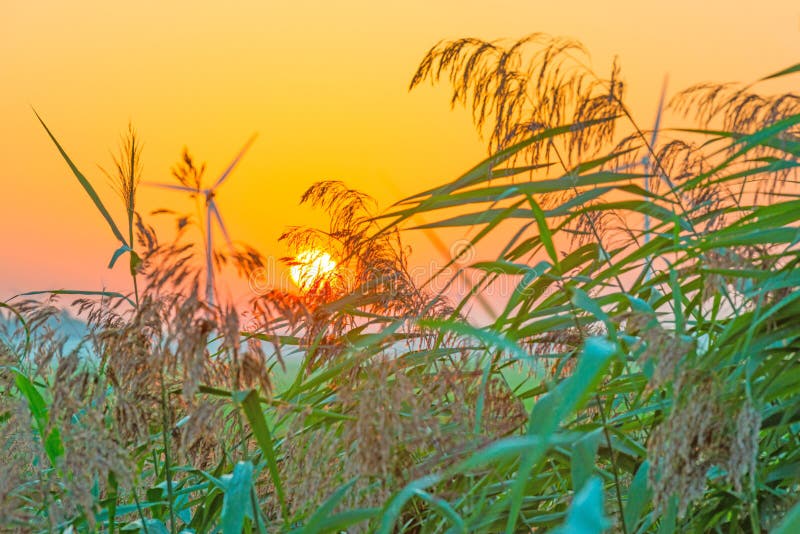 Wind Turbine in a Field at Sunrise Stock Image - Image of summer ...