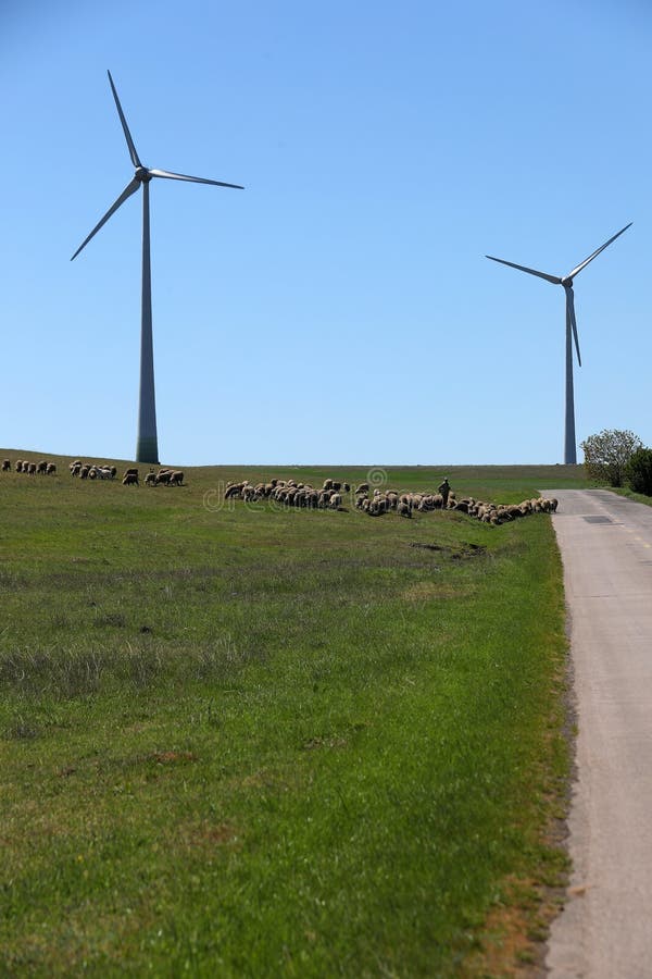 Wind Turbines and Flock of Sheep Stock Photo - Image of energy ...