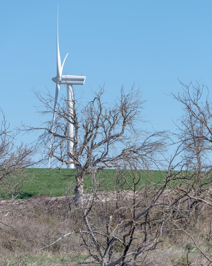 Wind Turbines Behind Some Dead Trees and in the Middle of a Field Stock ...