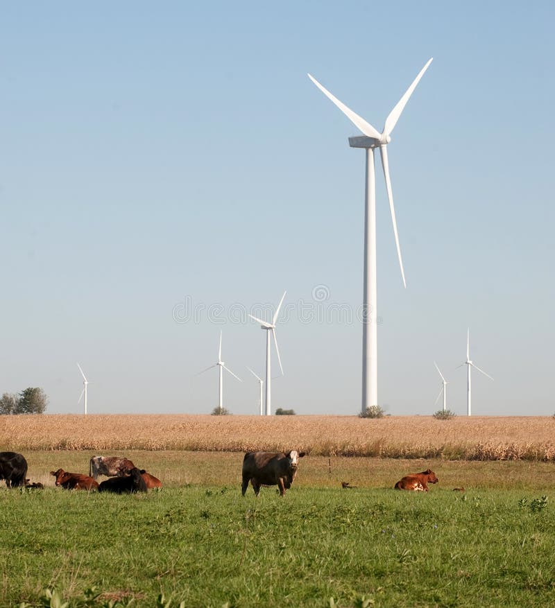 Cattle in a Field (wide Angle) 05 Stock Image - Image of flies, field ...