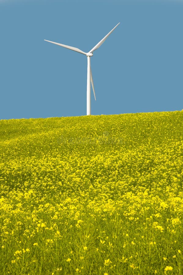 Wind Turbines in a Field of Yellow Flowers Stock Image - Image of power ...
