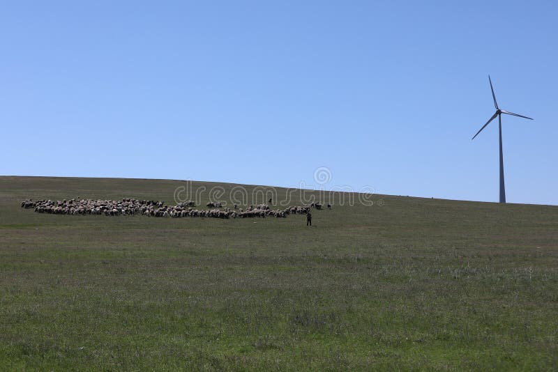 Wind Turbines and Flock of Sheep Stock Photo - Image of skyline, energy ...