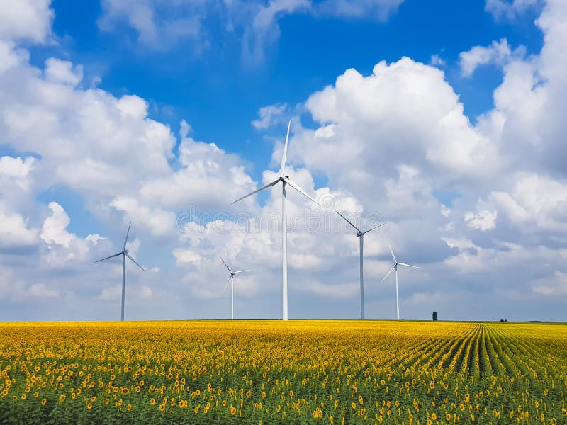 Wind Turbines in a Sunflower Field Stock Image - Image of green ...