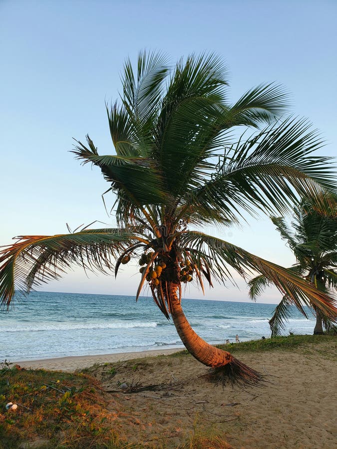 Coconnut Tree Stock Photos - Free & Royalty-Free Stock Photos from ...