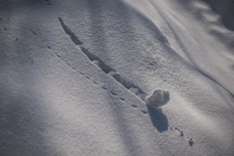 The wind whirled the snow stock image. Image of december - 265918583