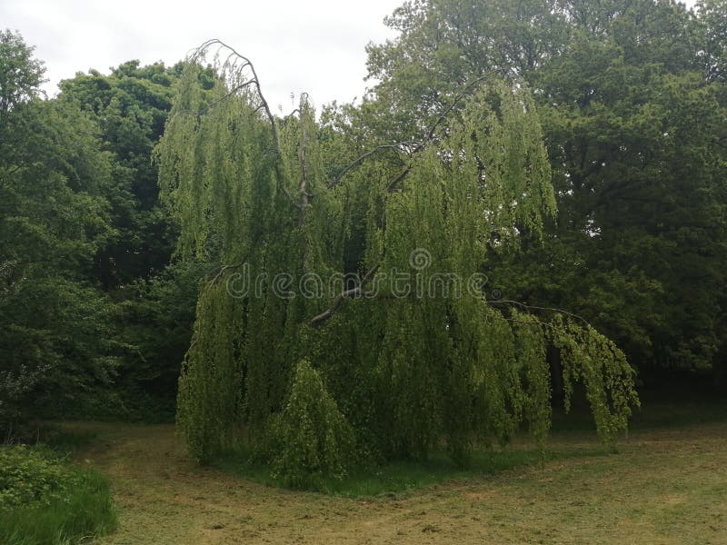 Wind in Willow Tree Against Deep Blue Sky Stock Photo - Image of season ...