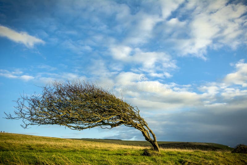 Wind fegte Baum. stockfoto. Bild von bäume, stark, baum - 10168418