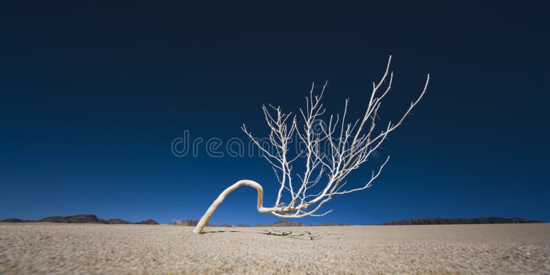 Windblown dead shrub stock image. Image of sand, shrub - 164074735