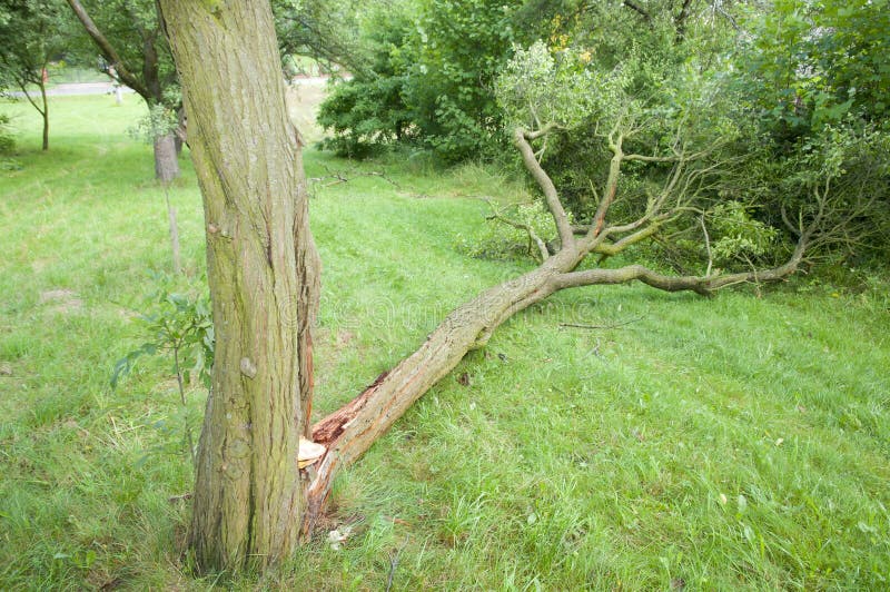 Windblown Fallen Tree stock photo. Image of tree, blocked - 92611752