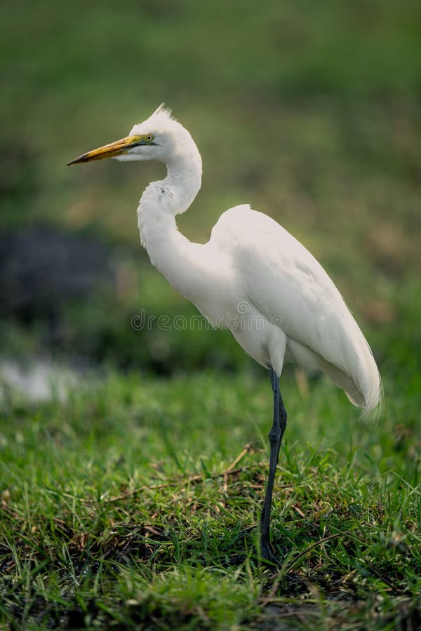 Windblown Great Egret in Profile on Riverbank Stock Image - Image of ...