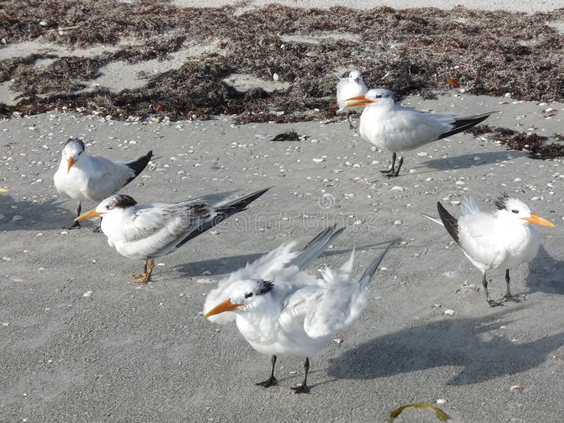 Windblown Gulls Sandy Beach Stock Photos - Free & Royalty-Free Stock ...