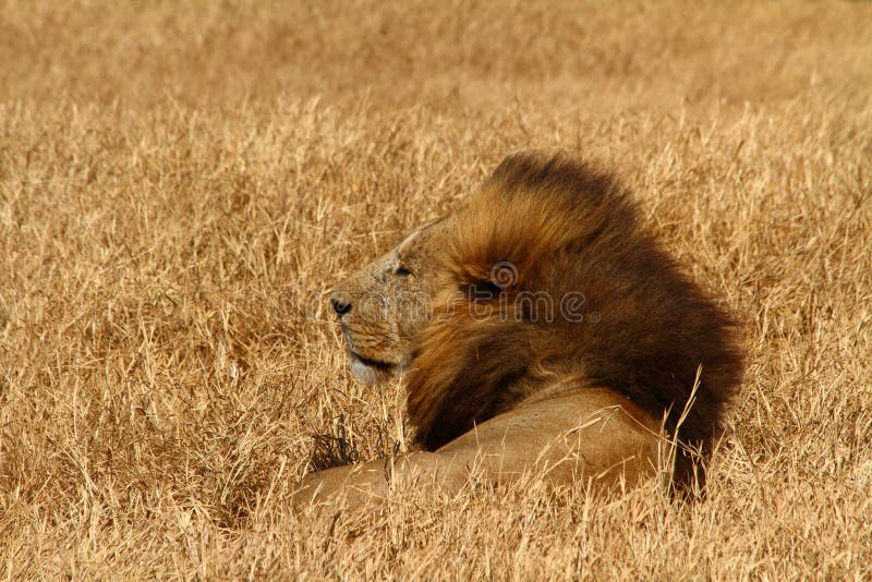 Windblown Lion stock photo. Image of yellow, large, panthera - 29405538