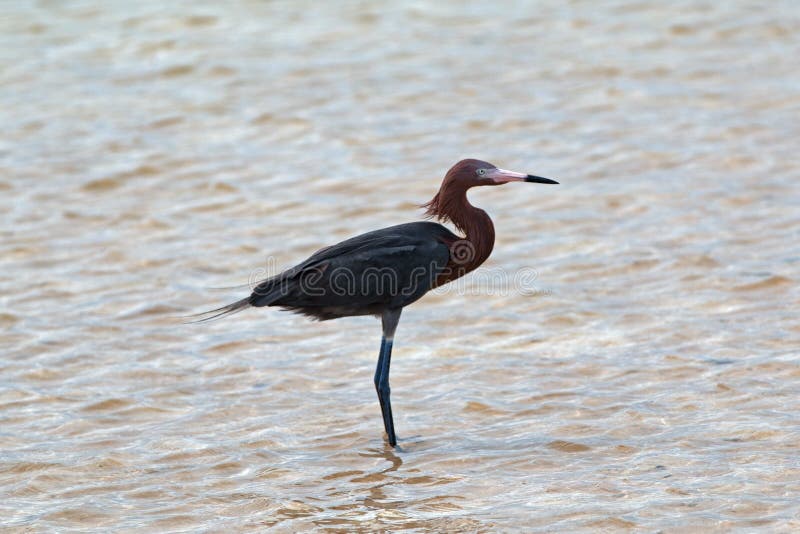 Windblown Reddish Egret in Isla Blanca Cancun Mexico Stock Image ...