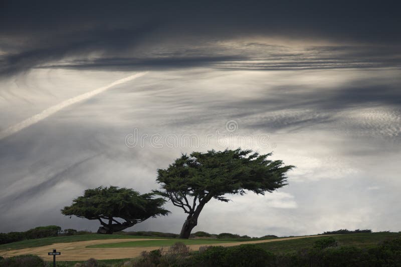 Windblown tree stock photo. Image of landscape, dark - 27172414