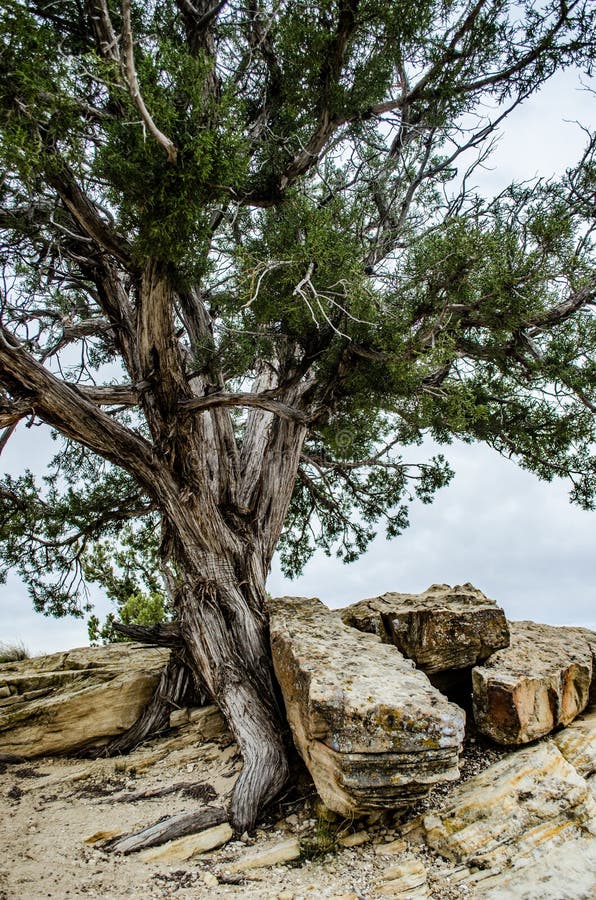 Windblown stock image. Image of desert, barren, rocks - 97772893