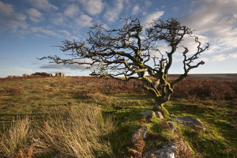 Windblown Tree and Beach Erosion Stock Image - Image of crumbling ...