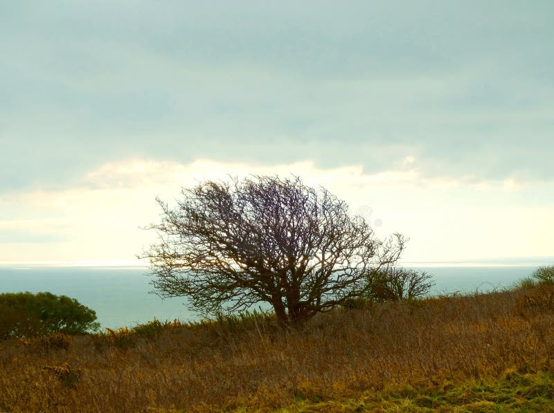 Windblown tree 2 stock photo. Image of wilderness, sideways - 144809190