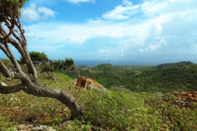 Winblown Trees Stock Photos - Free & Royalty-Free Stock Photos from ...