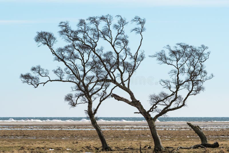 Windblown Trees by the Coast Stock Image - Image of beautiful ...