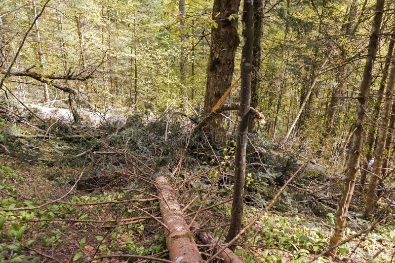 Windblown Trees in the Forest after Strong Storm Stock Image - Image of ...