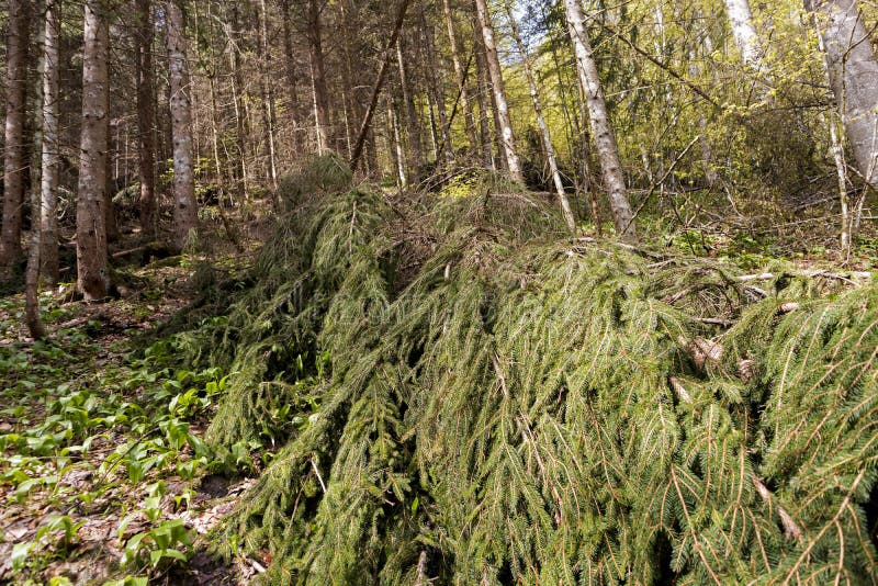 Windblown Trees in the Forest after Strong Storm Stock Image - Image of ...