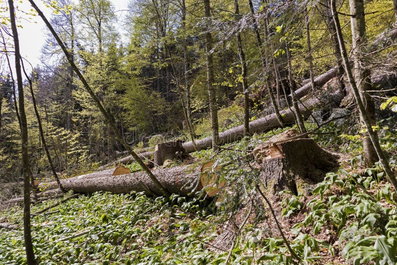 Windblown Trees in the Forest after Strong Storm Stock Image - Image of ...