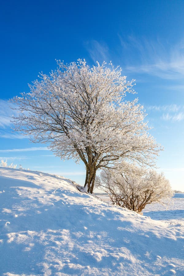 Windblown Trees on a Hill in a Wintry Landscape Stock Image - Image of ...