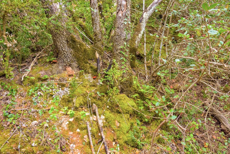 Windbreak, Branches, Shrub in Mountain Catalonia Stock Image - Image of ...